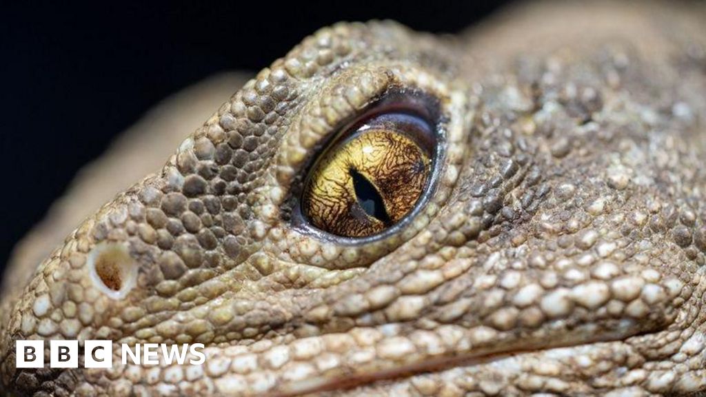Ancient three-eyed reptiles get new home at Chester Zoo - BBC News