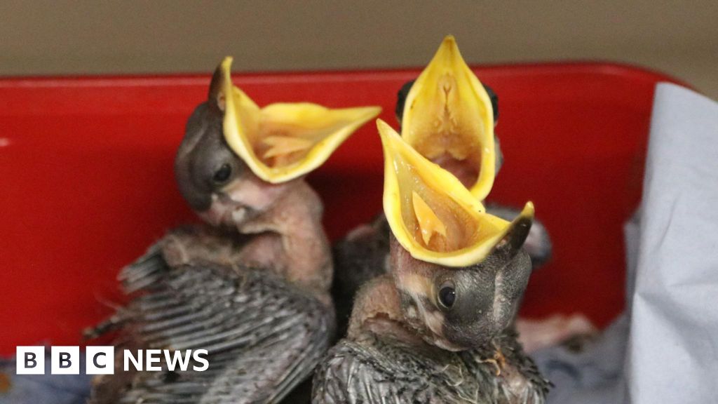 Birds seized from pet trade breed at Cornwall's Paradise Park