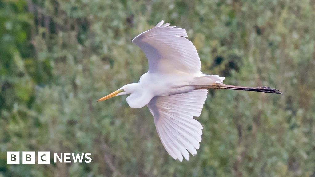 Nottinghamshire's first breeding great white egrets spotted - BBC News