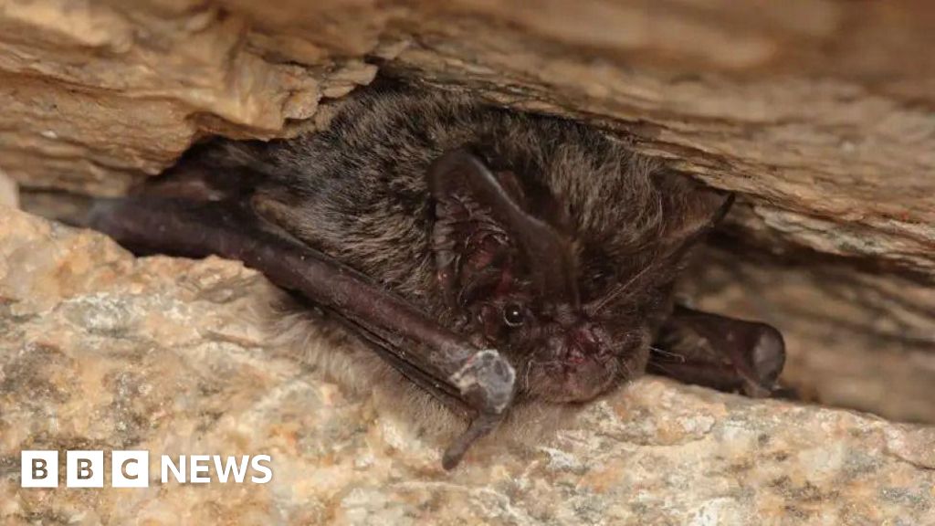 Sussex: Protected bat found at housing development site