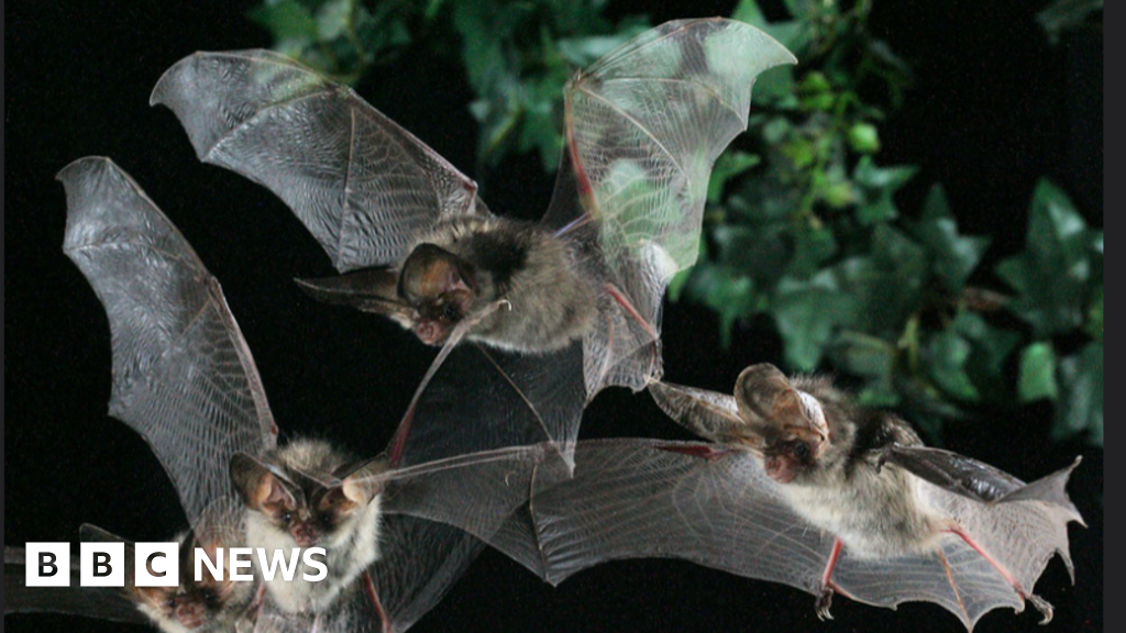 Completed Bailiwick Bat Survey has 'revolutionised' knowledge