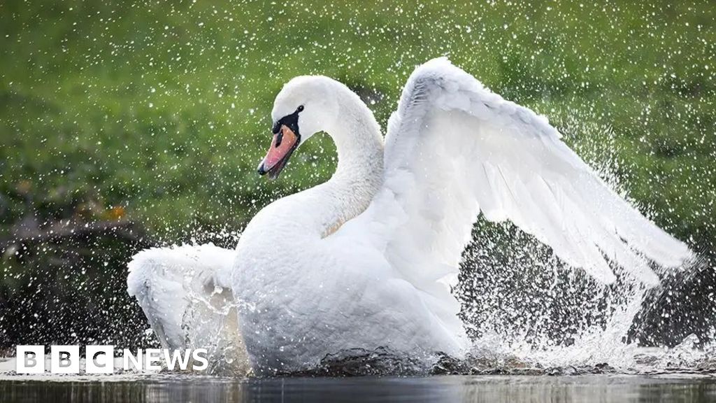 Bird flu confirmed in Wellingborough after swan deaths reported