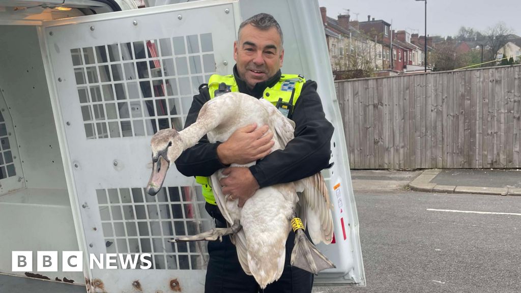 Doncaster police officer detains uncooperative runaway swan