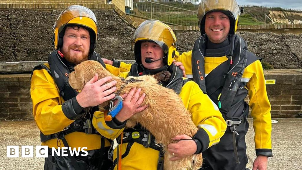 Freshwater: Lifeboat crew rescues dog that fell from cliff edge - BBC News