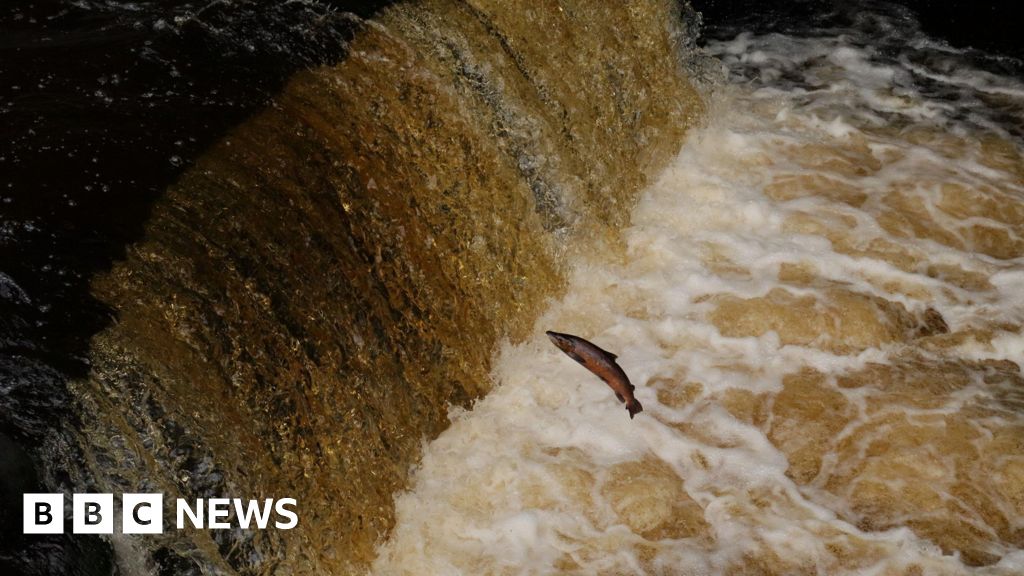 Yorkshire rivers funding boost to help fish migration