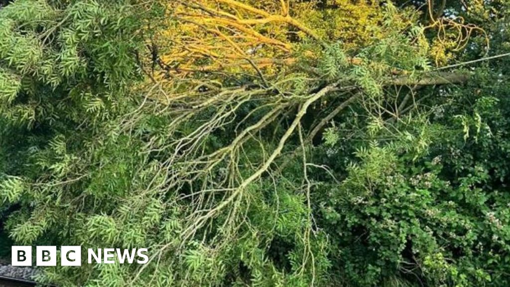 Train services disrupted after tree damages wires