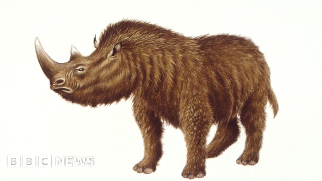 Cardiff University scientists study woolly rhino DNA found inside Ice ...