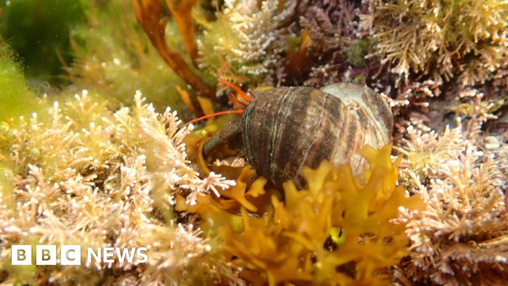 Cornish Seaweed Festival to show importance of species - BBC News
