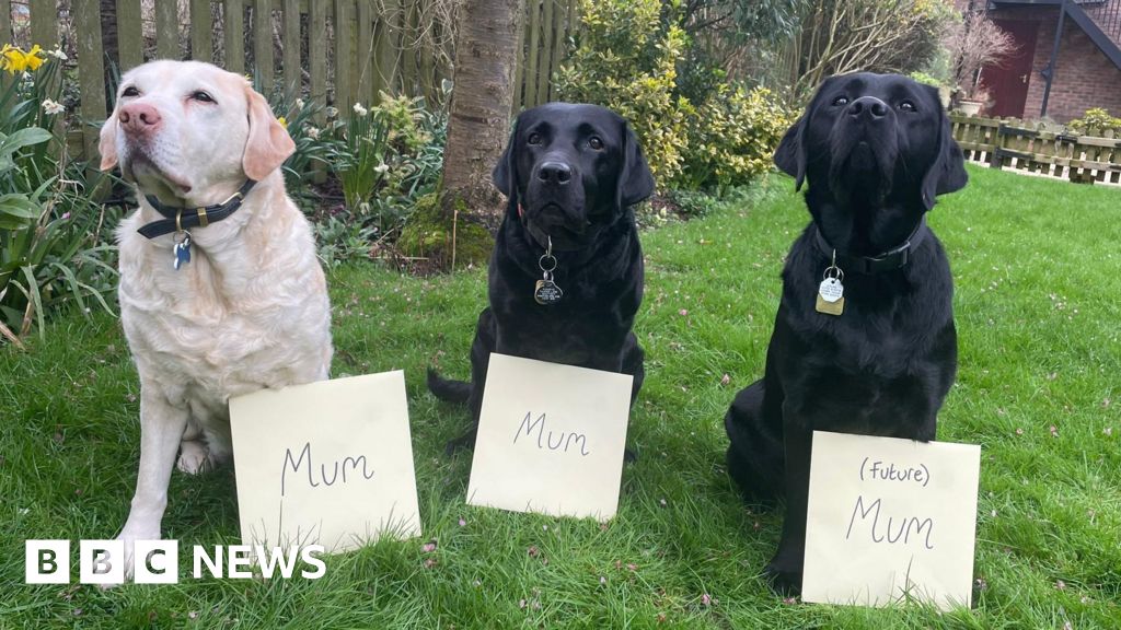 Three generations of guide dog mums spend Mother's Day together - BBC News