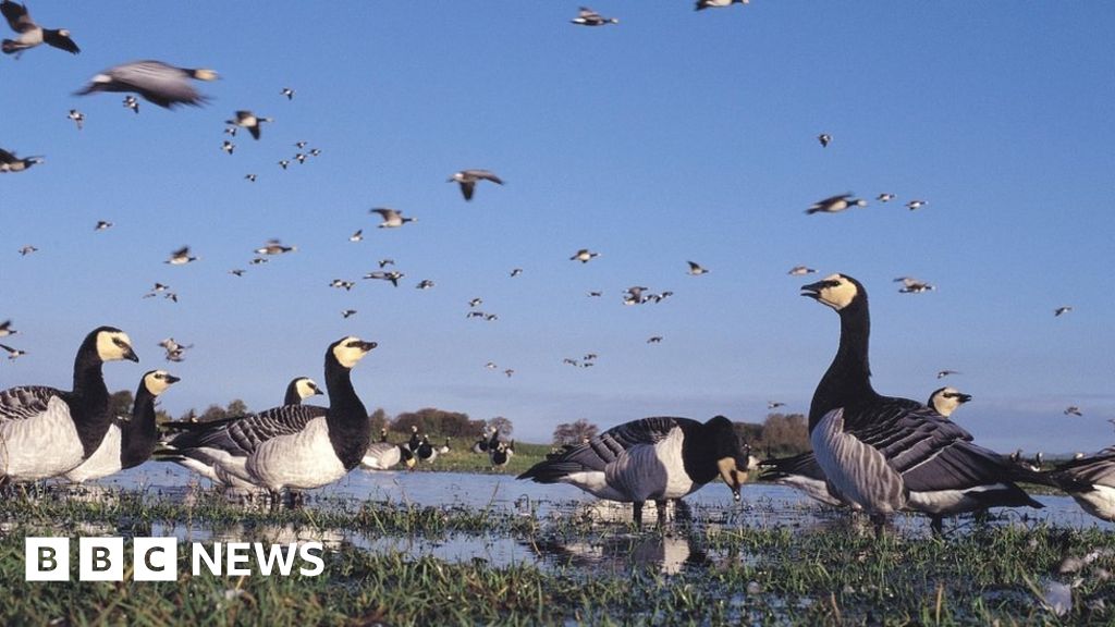 Wild Goose Festival celebrates Solway Firth's wintering geese