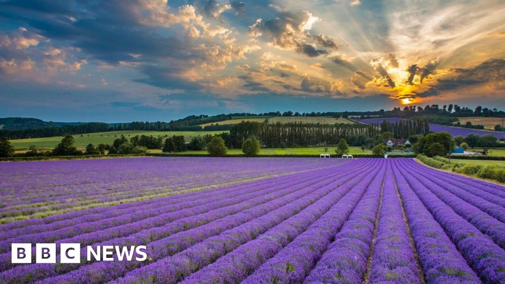 Kent lavender farm welcomes week early bloom - BBC News