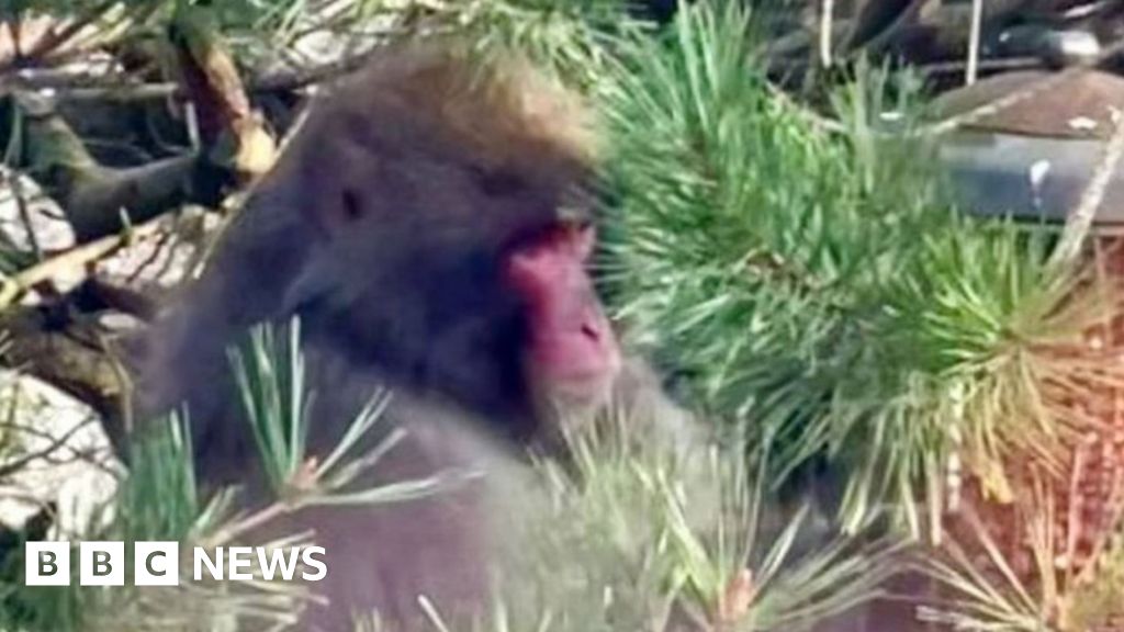 Escaped monkey in Cairngorms was running from fight, says keeper - BBC News