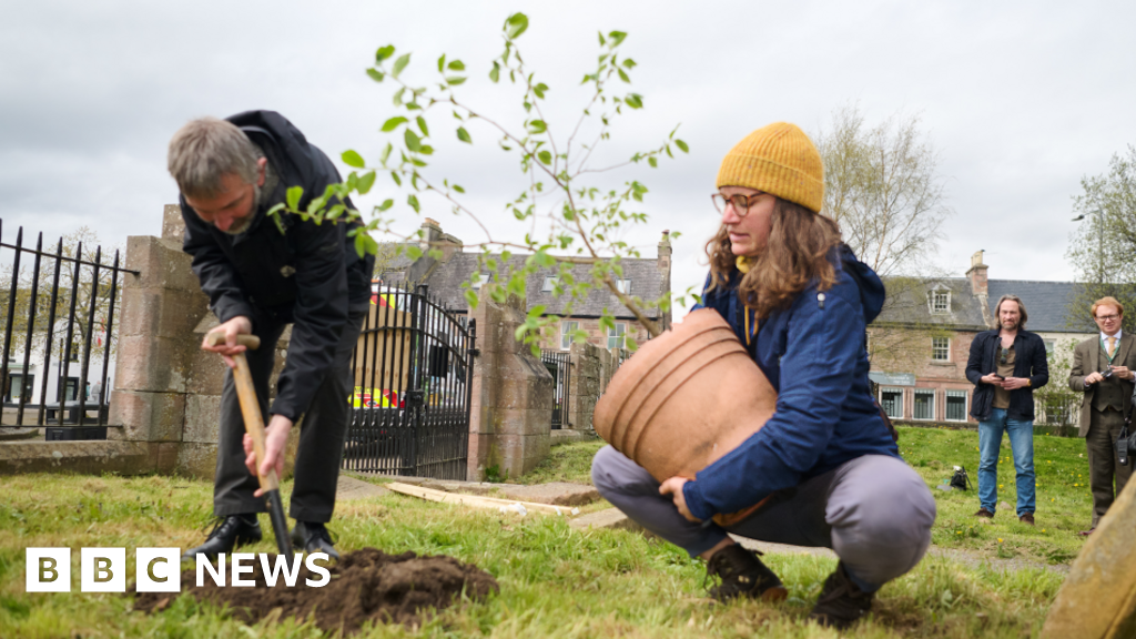 New life at site of Highlands' Beauly Elm - BBC News