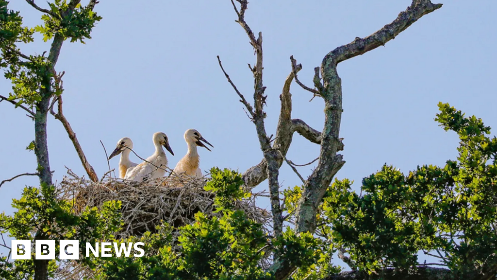 Knepp Castle: Stork breeding programme has most successful year - BBC News