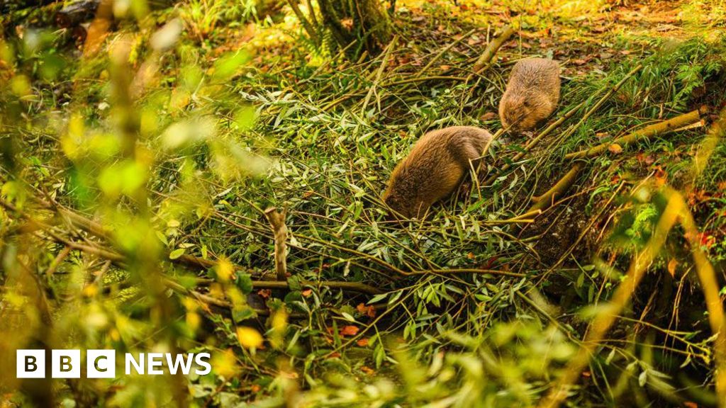 Orphaned beavers released in Plymouth in rewilding project - BBC News