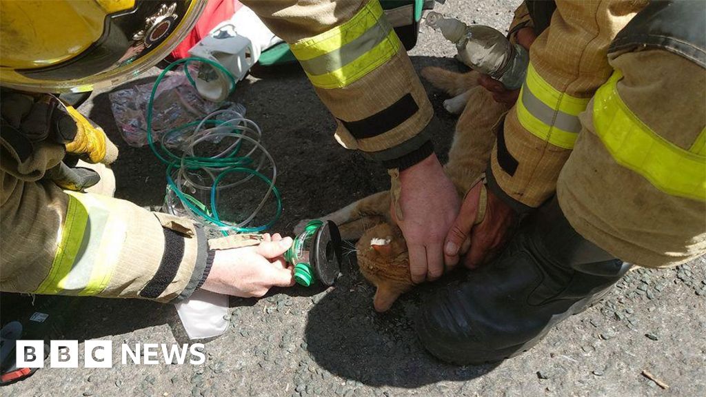 Unconscious cat saved by firefighters with oxygen mask after house fire