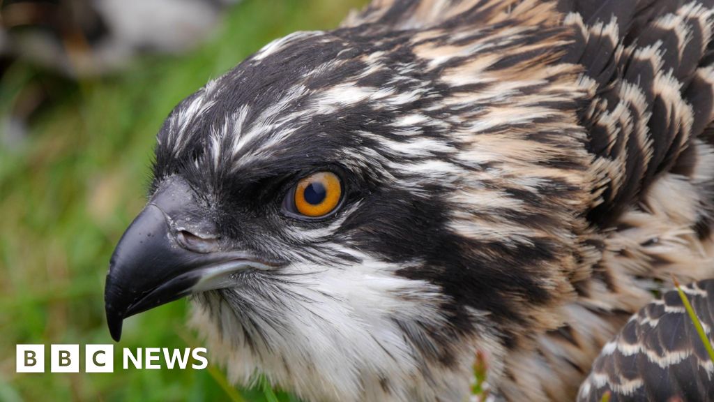 Devon: Up to four Ospreys spotting fishing at estuary - BBC News