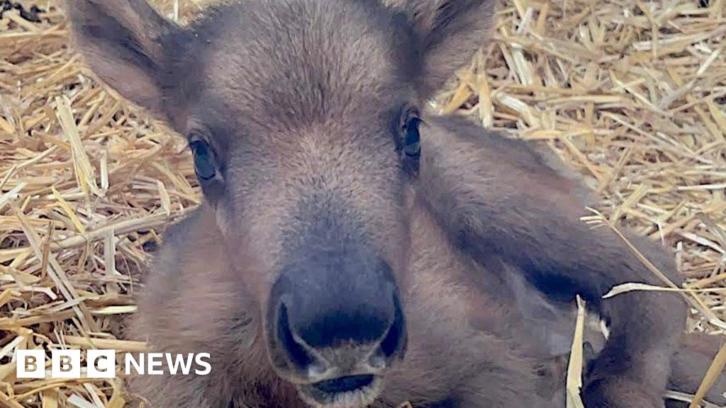 Dudley Zoo's baby reindeer is a real Peach - BBC News