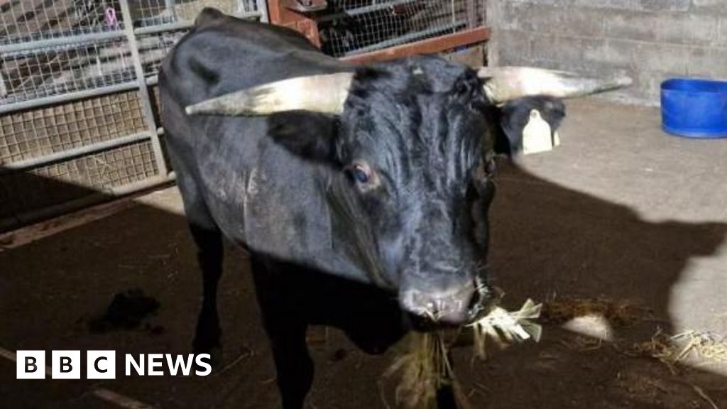 Birmingham bull on the loose settles into Norfolk home