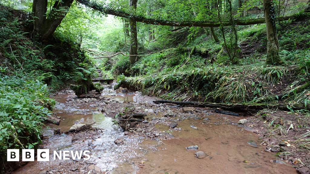 Worcestershire Wildlife Trust seeks £470k to protect ancient woodland ...