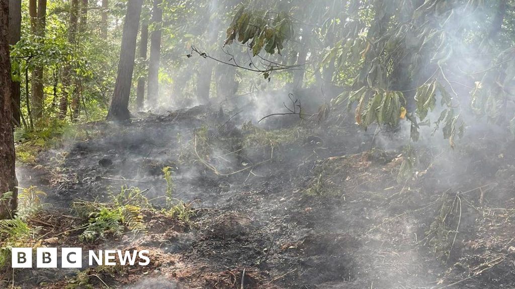 Cinderford woodland arson attacks prompt wildfire warning