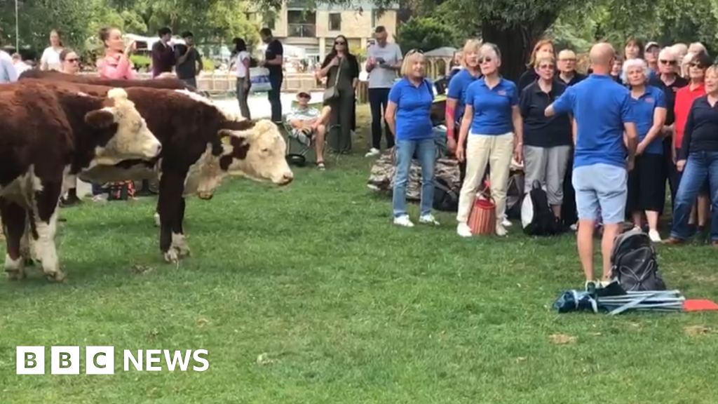 Cow 'nods along' as Nottinghamshire choir's singing attracts herd
