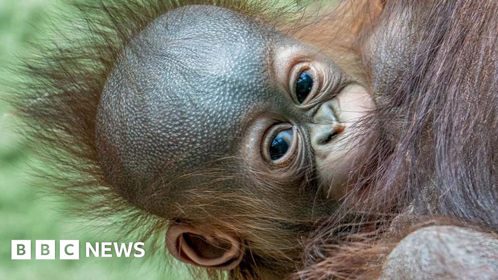 Blackpool Zoo's delight at birth of critically endangered orangutan ...
