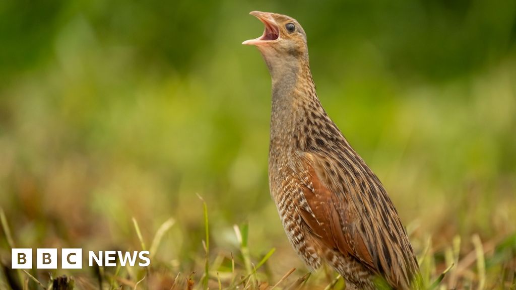 Corncrakes: How nettles are helping one of NI's rarest birds - BBC News