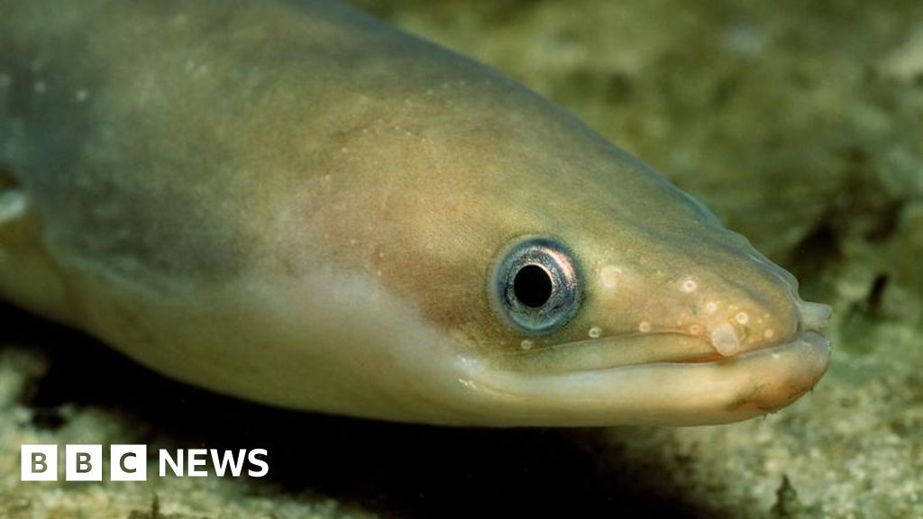 Endangered eels enjoy improved River Annan access - BBC News