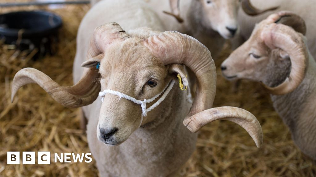 Maidstone council's rare sheep trial hopes to boost wildlife