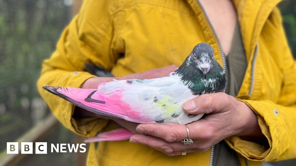 Stop using birds for gender reveals, charity says - BBC News