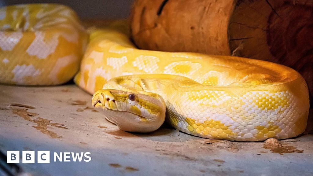 Honiton snake: Appeal after Burmese python found fatally injured