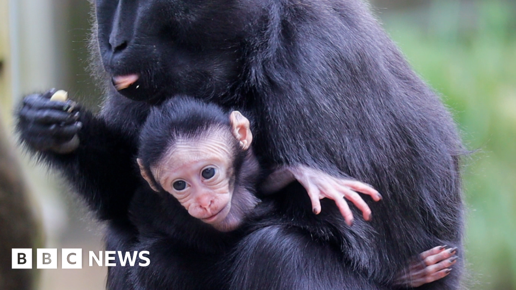 Alfriston: Critically endangered monkey born at zoo