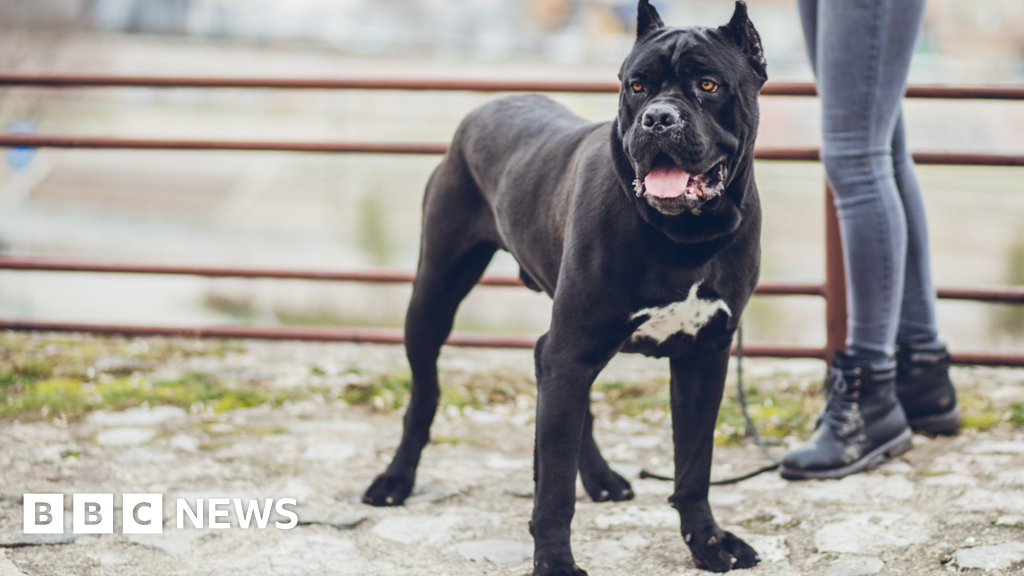 South Yorkshire woman needs plastic surgery after pet dog attack