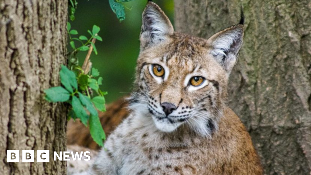 Drusillas Park: Eurasian lynx settle into new East Sussex home