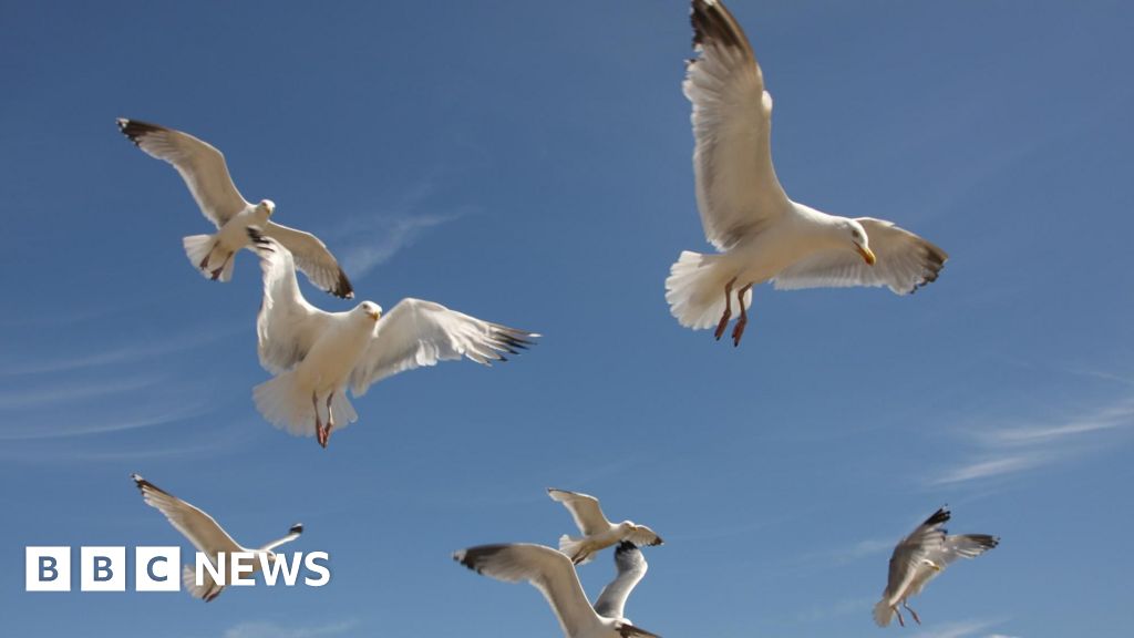 Police warning as people shoot seagulls and destroy nests - BBC News