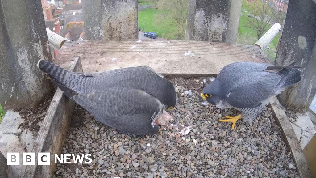Worcester Cathedral's first peregrine falcon of 2023 hatches