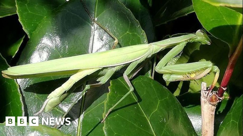 Praying mantis species spotted in Cornwall for first time - BBC News