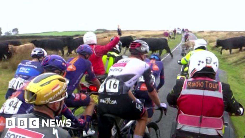 Tour of Britain halted by cows crossing the road