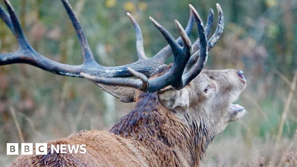 Cannock Chase deer deaths prompt police warning to drivers - BBC News