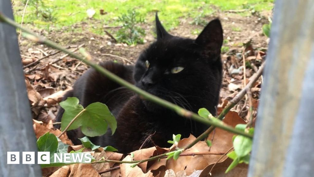 Street sign installed in memory of 'well-loved' Nottinghamshire cat