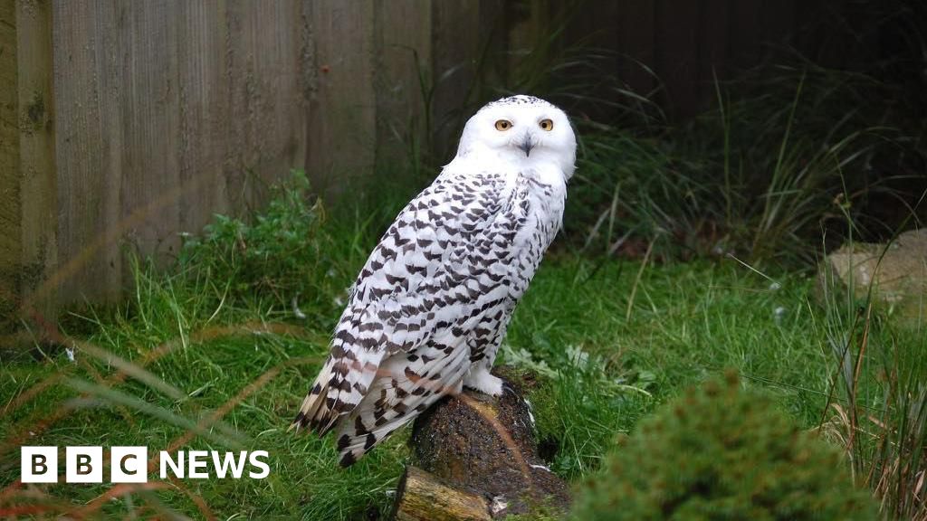 Surrey: Widowed owl finds a new mate ahead of Christmas