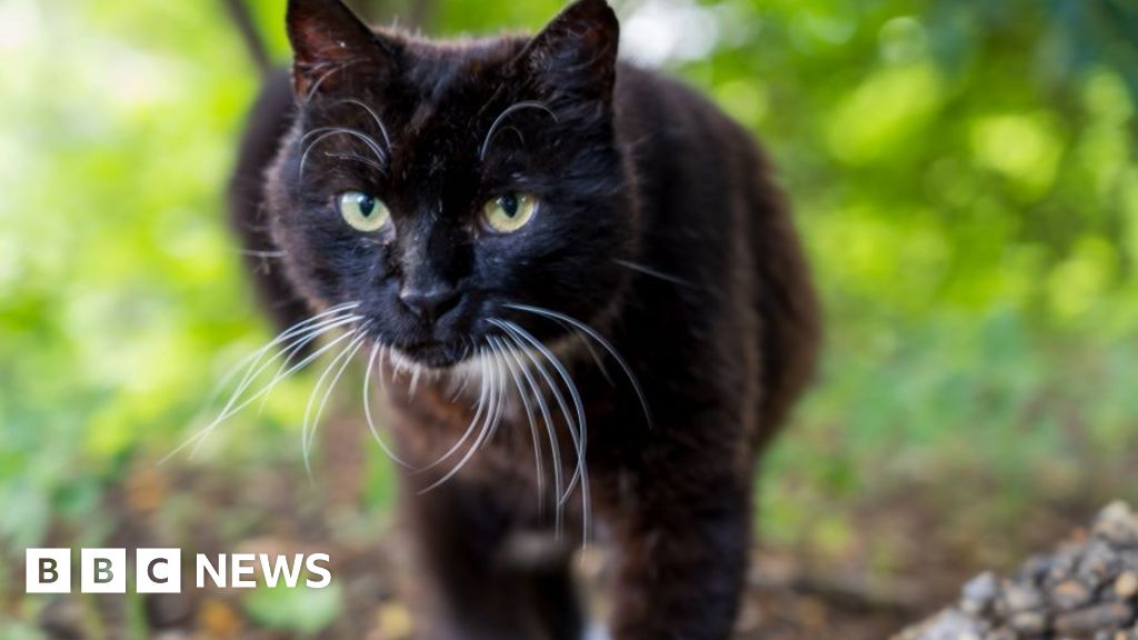 Reward offered after cat attacked with shotgun near Pickering - BBC News