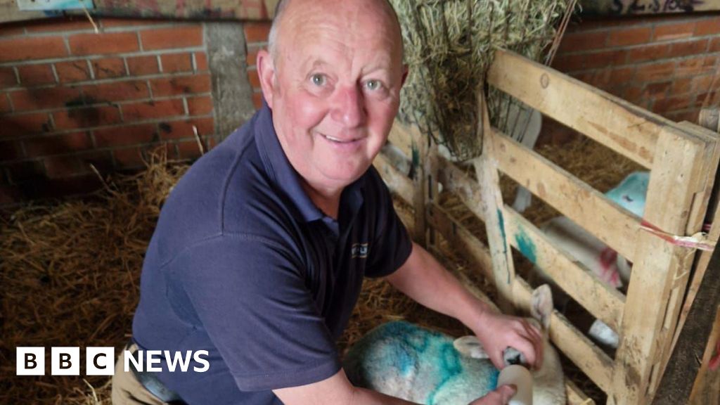 Lamb killed in Hunwick 'brutal' dog attack