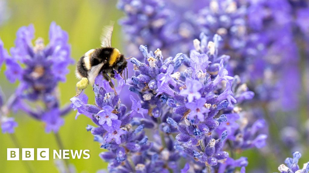 Stafford awarded 'Bee Friendly Town' status - BBC News