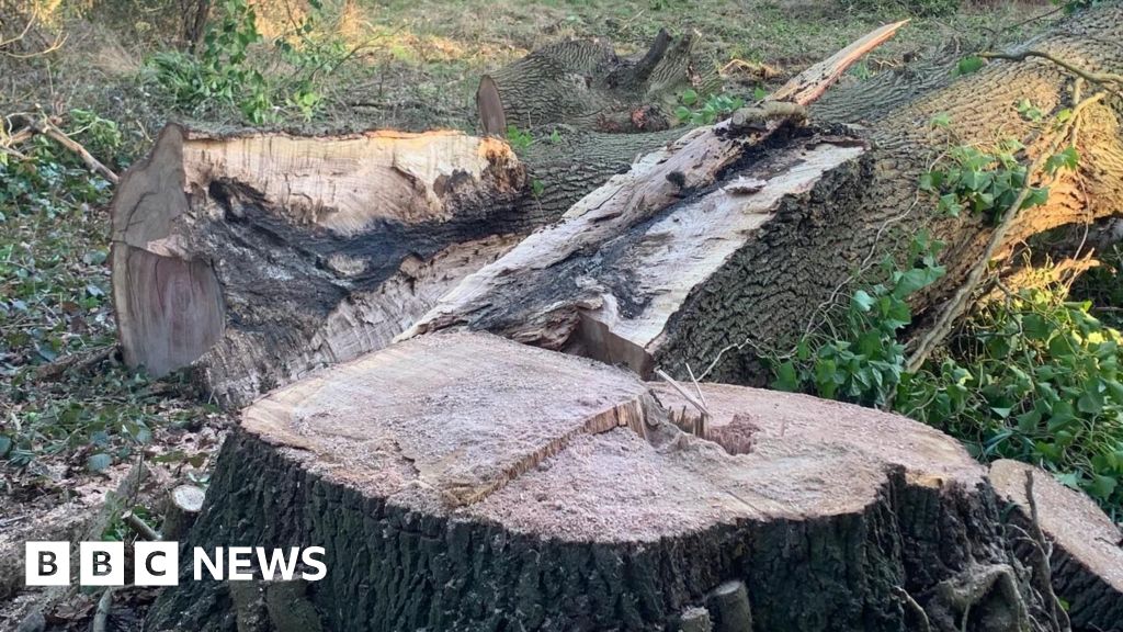 Tandridge council warns over trees cut down for developments - BBC News
