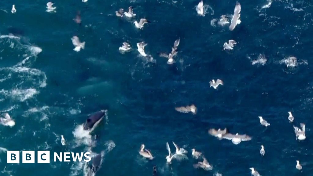 Watch: Dolphins and seagulls fight for food off Malibu coast