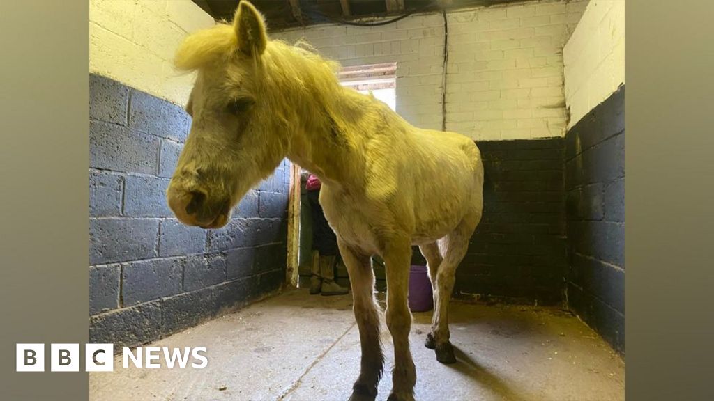 Appeal after horses in Middlesbrough injured by teenagers