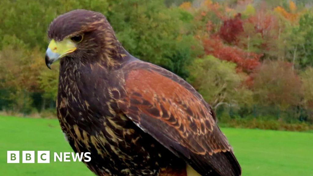 Appeal to find hawk with 'sleigh bells' anklet