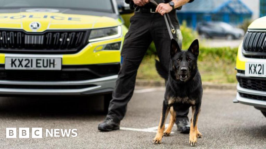 Northamptonshire police dogs graduate into the force - BBC News